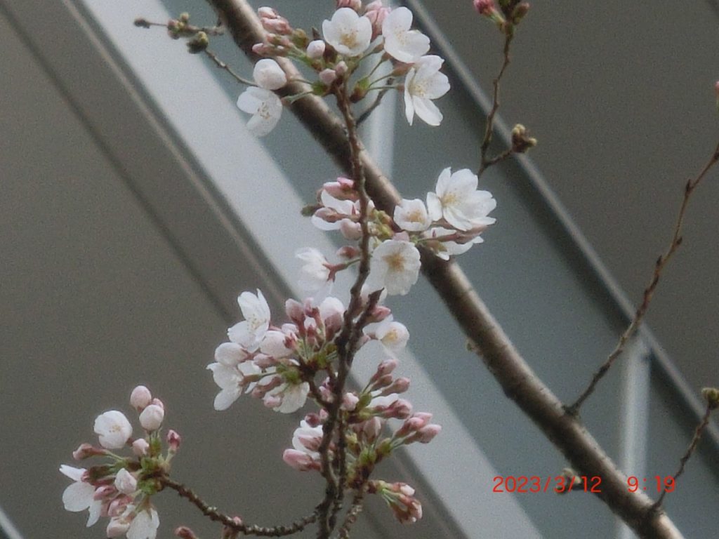 ソメイヨシノ開花 | 緑の環境委員会
